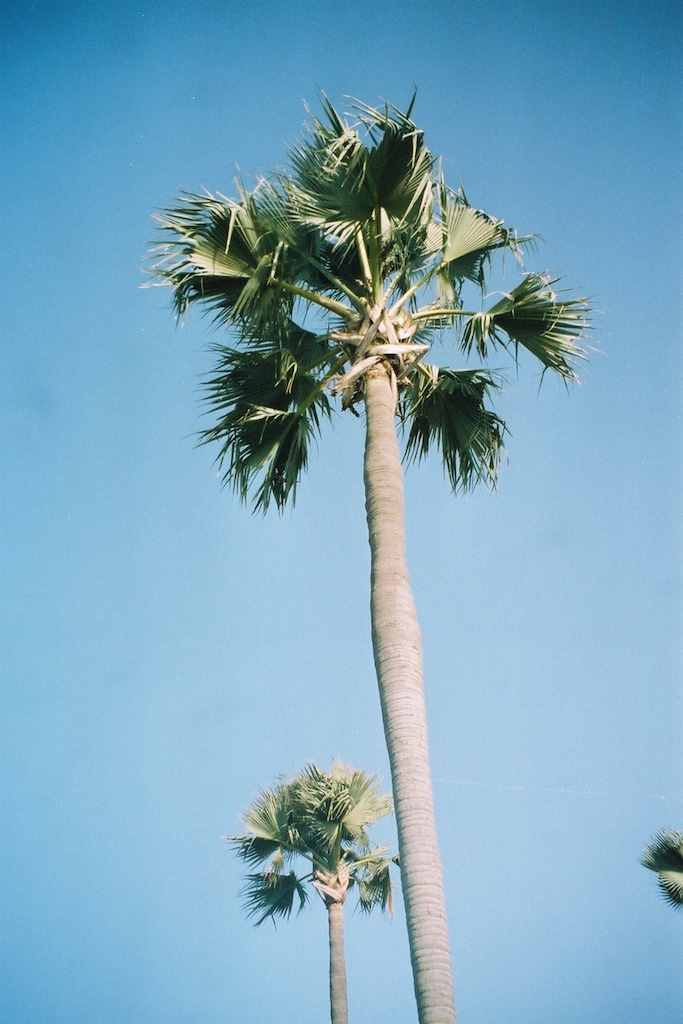 Le rônier solitaire - Sama Africa